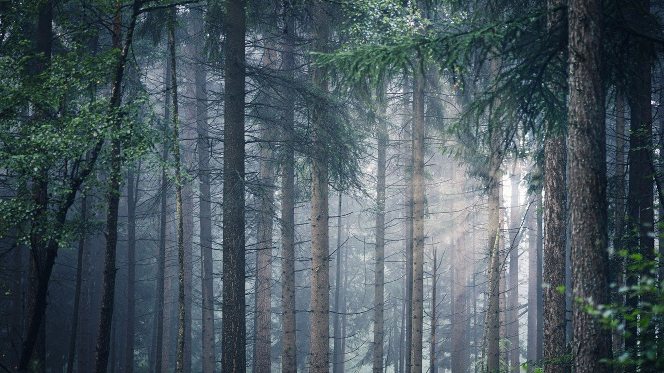 Portal de cursos de AMUFOR